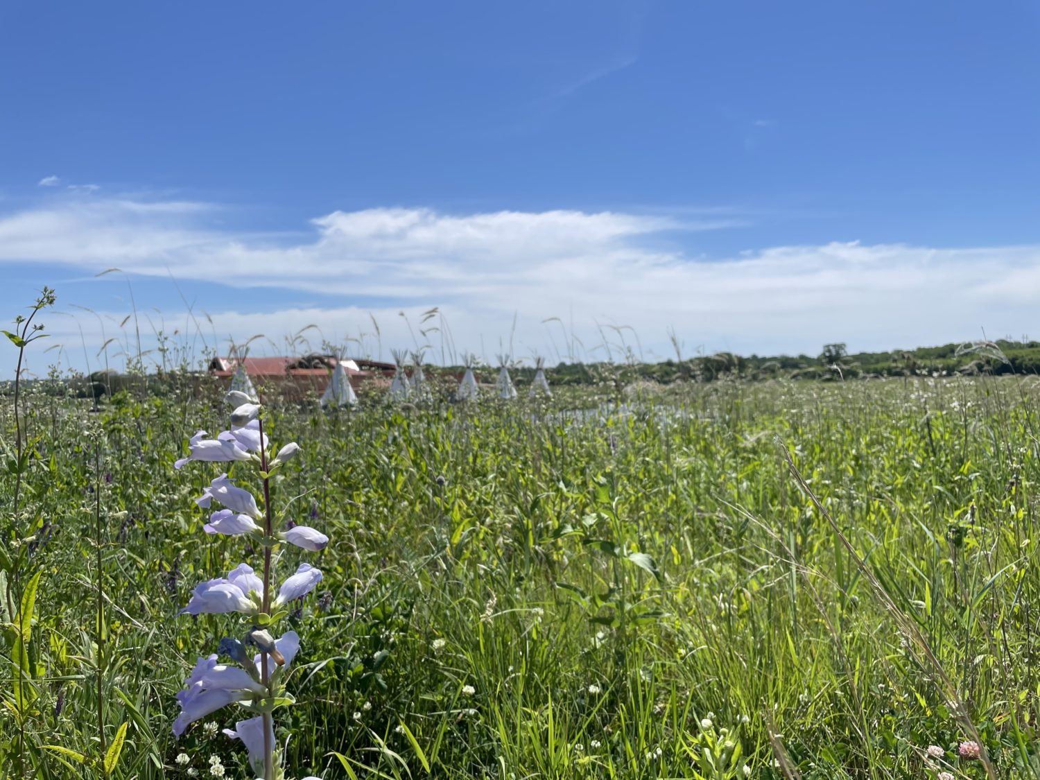 Midwest Indigenous Ecological Restoration Resources – SER Midwest-Great ...