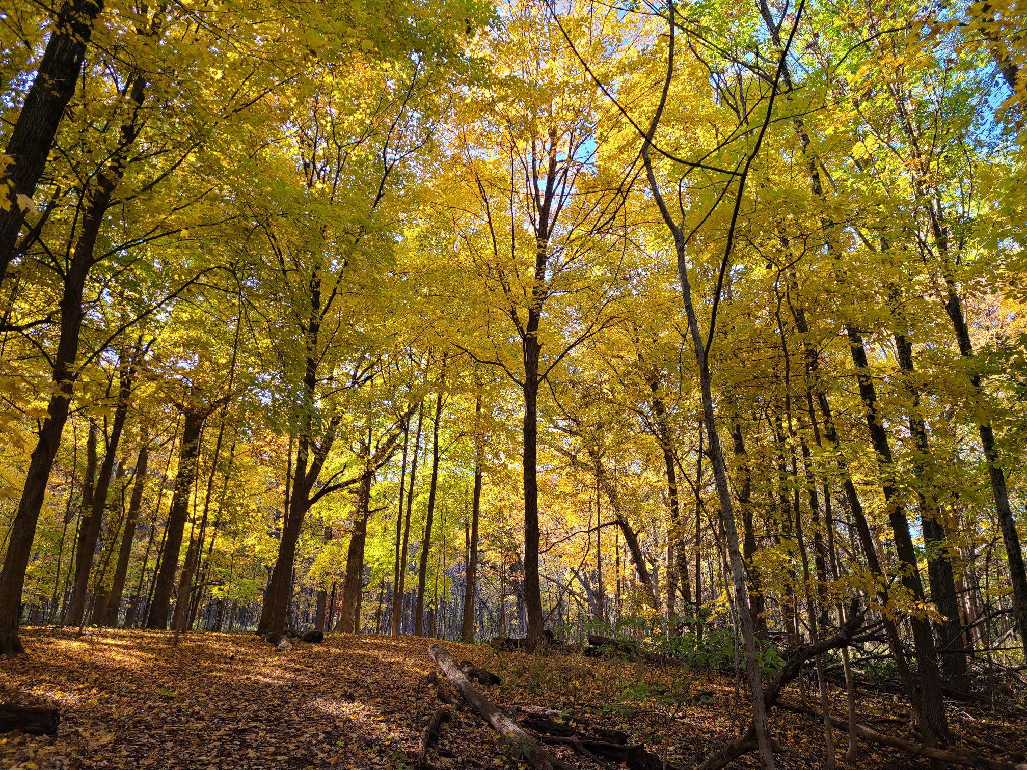 Illinois – SER Midwest-Great Lakes Chapter