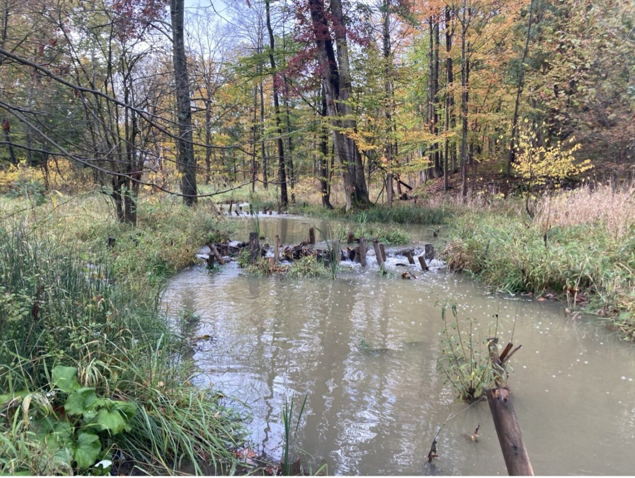 2025 SER-MWGL Webinar Series: Beavers, the original ecological engineer ...