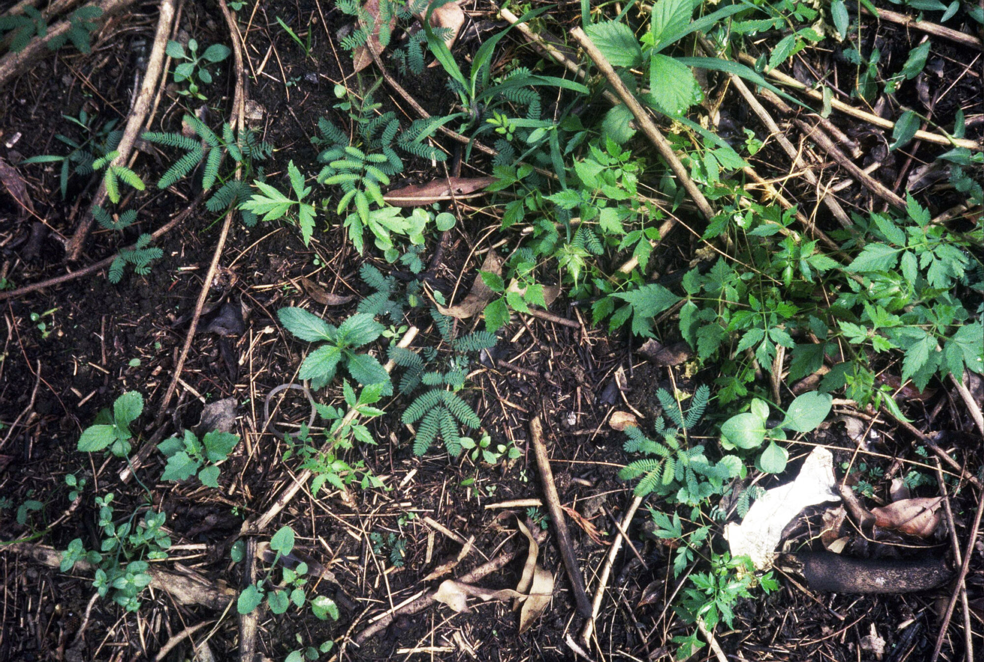 What is Natural Regeneration – Natural Regeneration Network